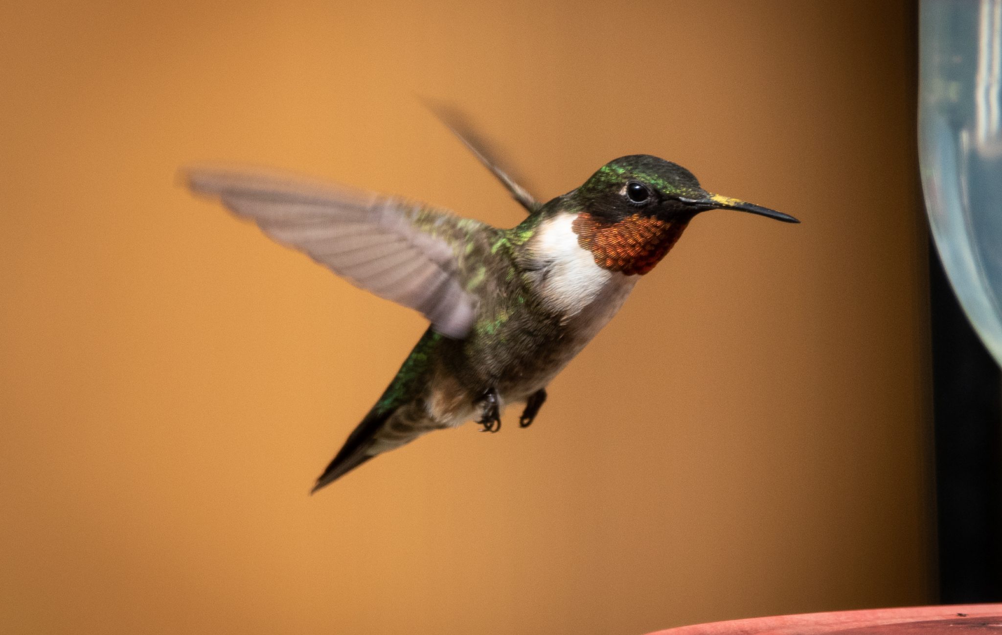 Linguadagente - Slice of Life: Nature Photography